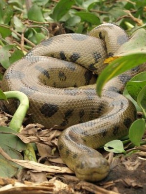 Top 15 Non Venomous Snakes: Interesting Facts that You Must Know ...
